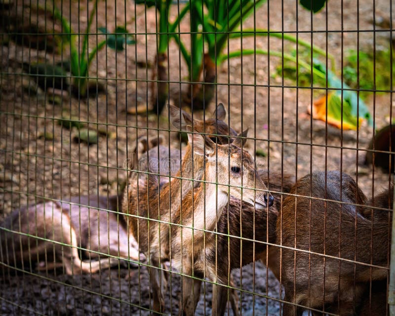 Deer in the Cage in a Mini Zoo Stock Image - Image of family, brown ...