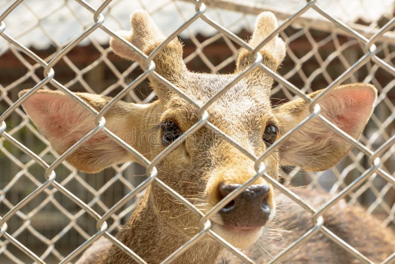 Roe Deer in the Cage of the Zoo. Photo of an Animal Behind an Iron Net ...