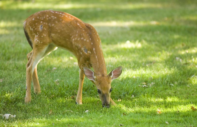 Deer calf stock photo. Image of green, feed, mammal, cute - 6296272