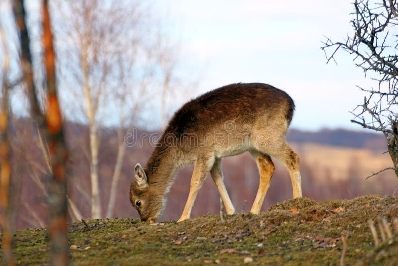 Deer calf grazing stock image. Image of forest, field - 29590405