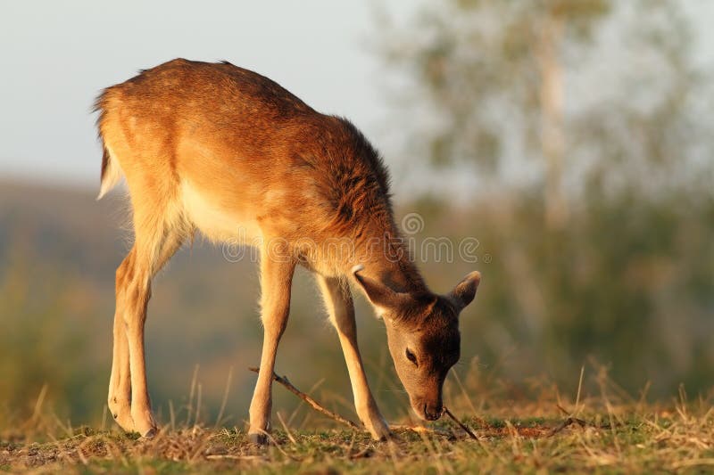 Deer Calf Grazing in Sunset Light Stock Photo - Image of cervidae ...