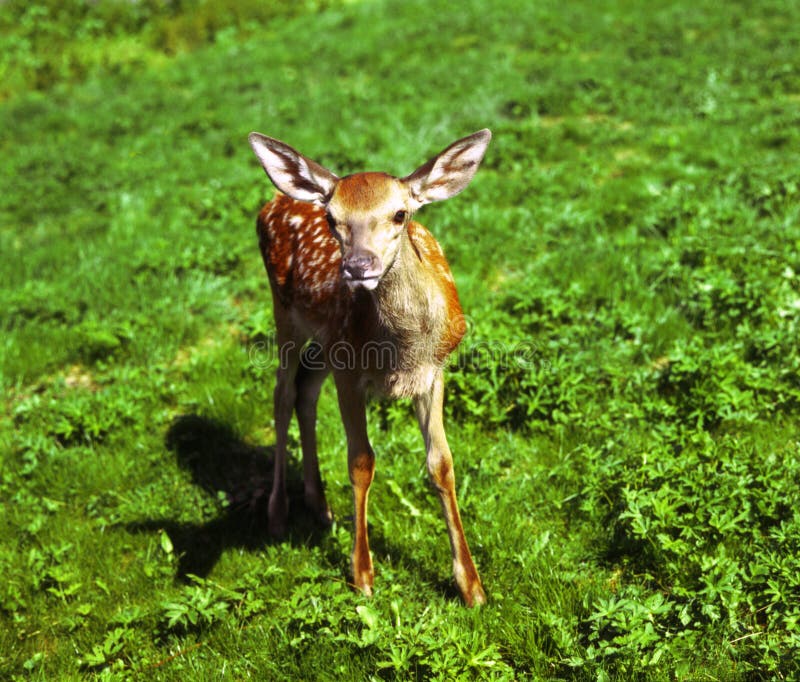 Deer calf stock image. Image of deer, meadows, green - 28589163