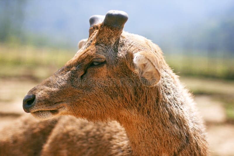 A Deer in Captivity stock image. Image of squirrel, nature - 256668071