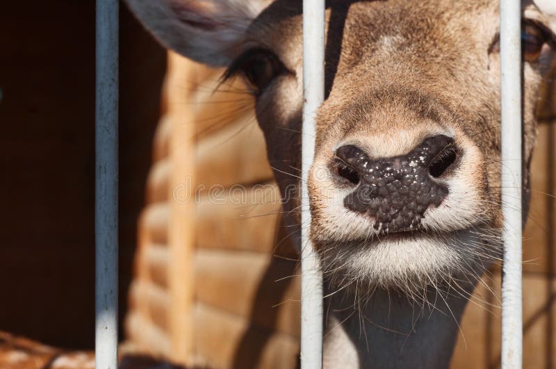 Deer into Cells Looking Directly at You Stock Photo - Image of nature ...
