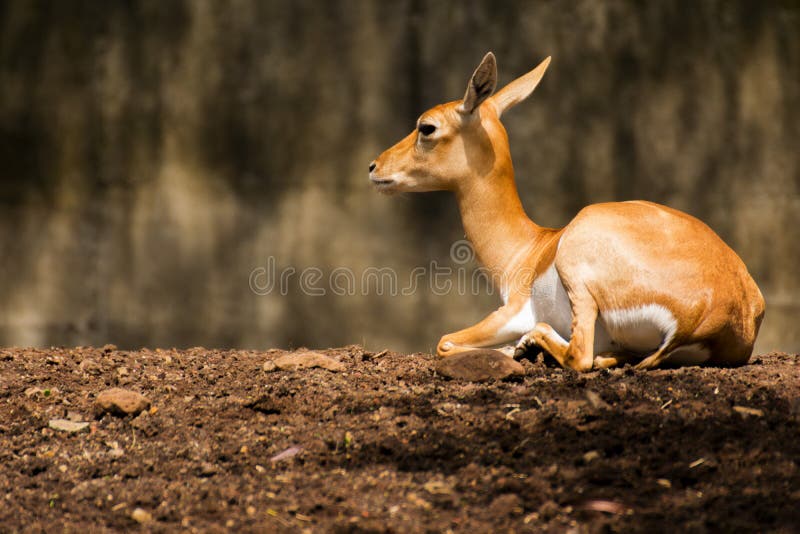 Deer stock photo. Image of cervidae, mammals, deer, park - 56906494