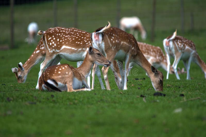 Deer Cervidae stock photo. Image of face, prey, mammals - 94442634