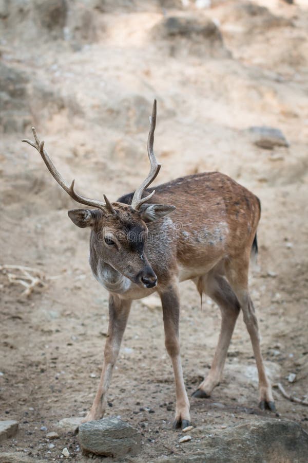 Deer (Cervinae) close-up stock image. Image of landscape - 76354559