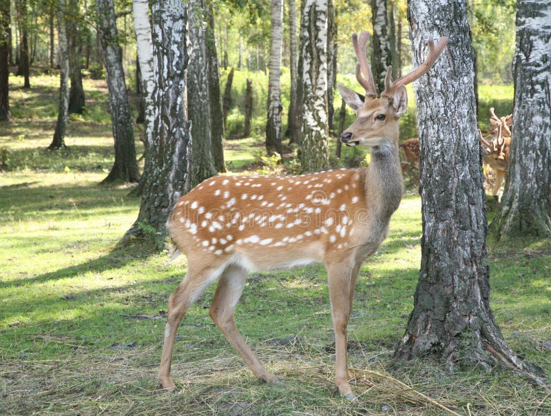 DEER Cervus elaphus stock photo. Image of tree, woods - 12488918