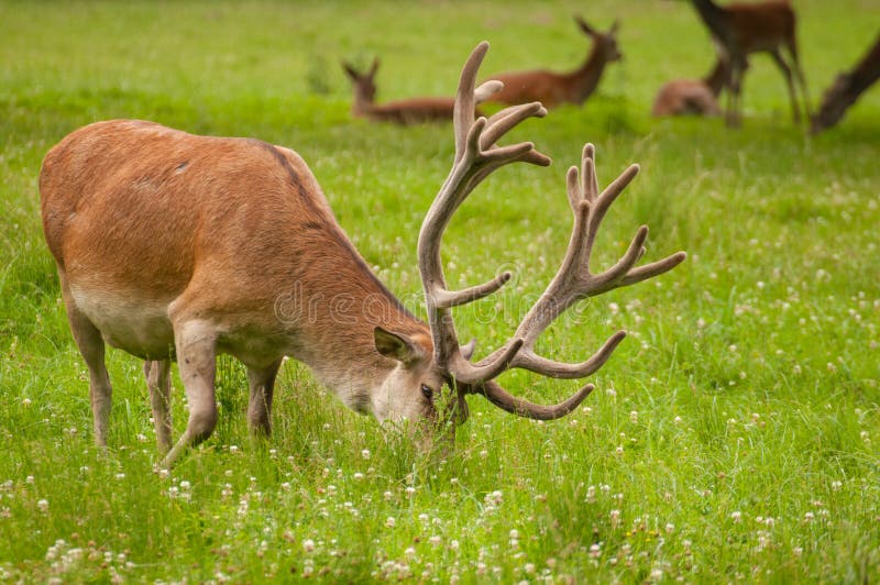 Deer - Cervus stock image. Image of cervus, stag, male - 32467293
