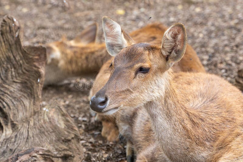 Deer, Cervus Timorensis, Mauritius Stock Image - Image of cute, antlers ...