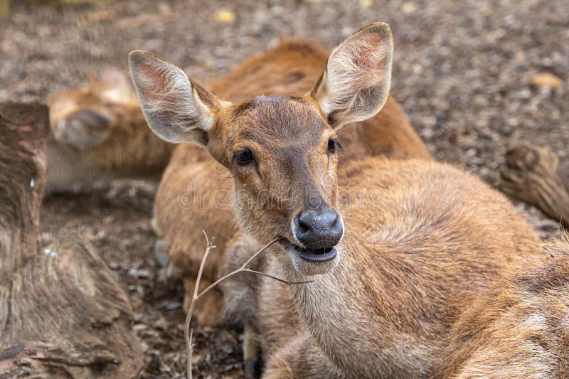 Deer, Cervus Timorensis, Mauritius Stock Image - Image of horns, africa ...