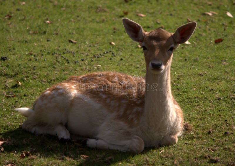 A deer stock photo. Image of nature, bambi, animals, young - 51802636