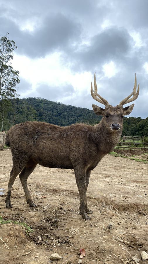 Deer in ciwidey, west java stock image. Image of captivity - 262051513