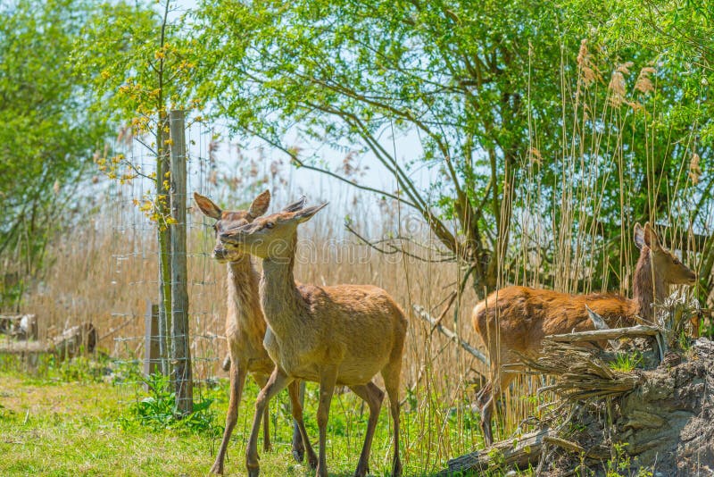 Deer in a Clearing in a Forest in Spring Stock Image - Image of ...