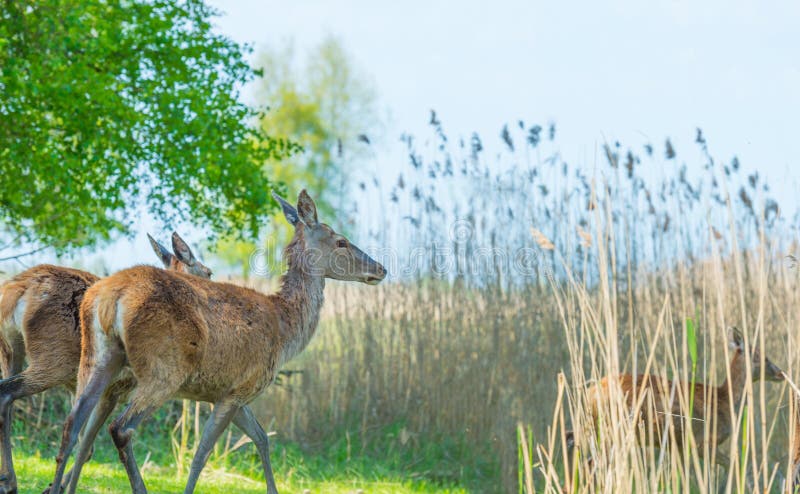 Deer in a Clearing in a Forest in Spring Stock Photo - Image of plant ...