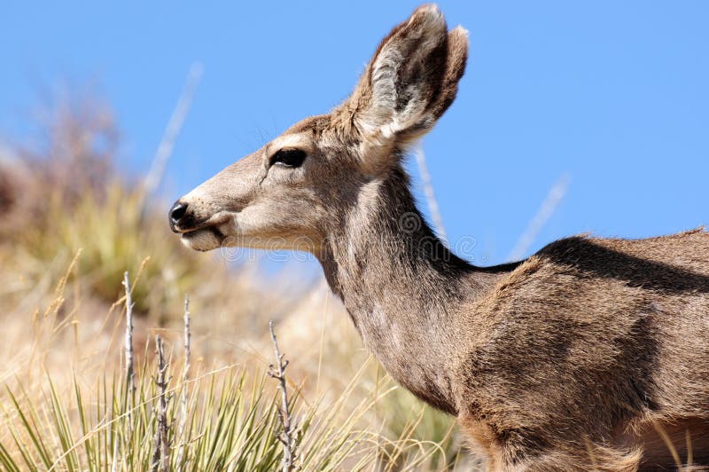 Deer Close Up stock image. Image of animal, macro, wild - 18956443