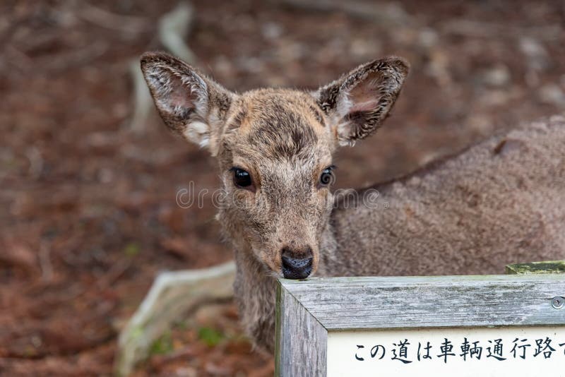 Deer stock photo. Image of horn, deer, spring, bear - 273679578