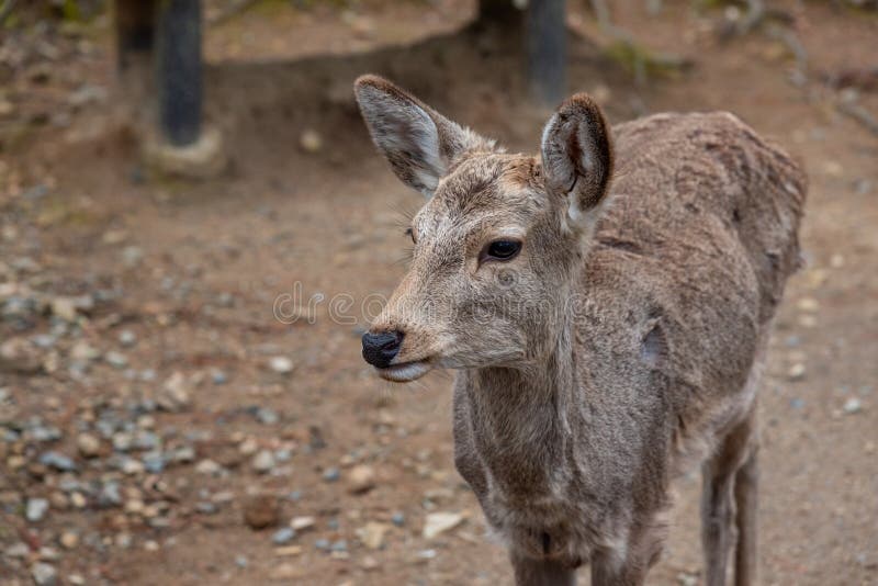 Deer stock image. Image of wildlife, whiskers, spring - 275702463