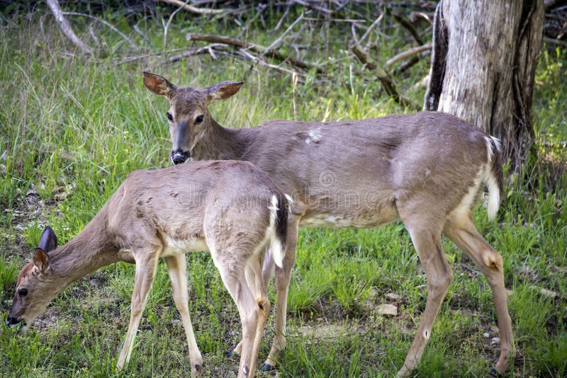 Deer close up stock photo. Image of wildlife, wild, animals - 53466608