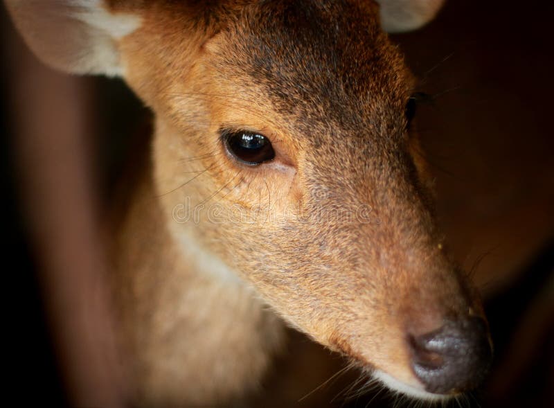 A Deer , Close Up of a Deer Face, Animal , Deer Stock Image - Image of ...