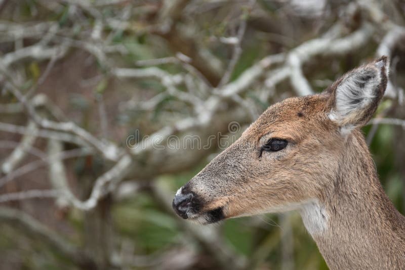Scrub oaks stock image. Image of army, confederate, landmark - 1274167