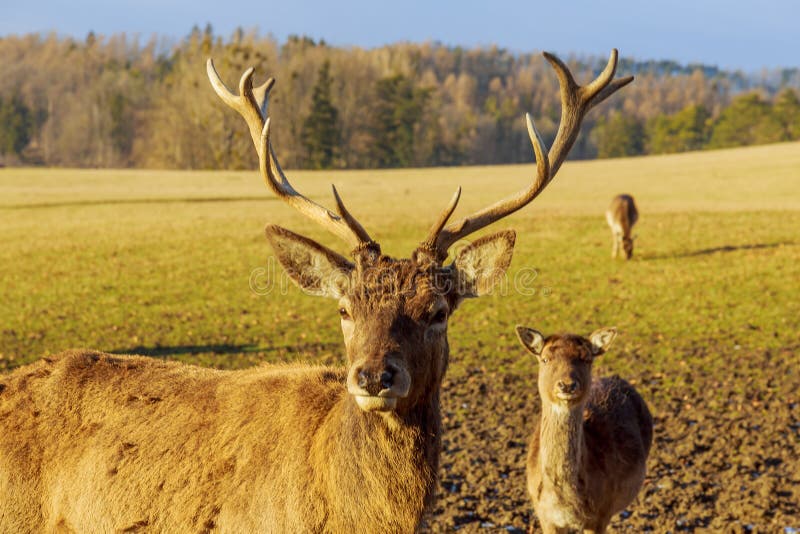 Deer Close Up, Herd of Deer on the Farm. Stock Image - Image of park ...
