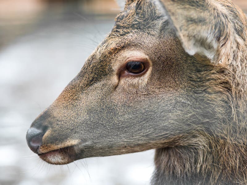 Deer Sad animals stock photo. Image of background, bright - 101836570