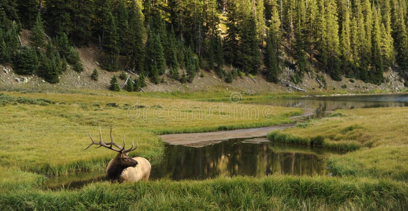 Deer in Colorado stock image. Image of panorama, male - 24709457