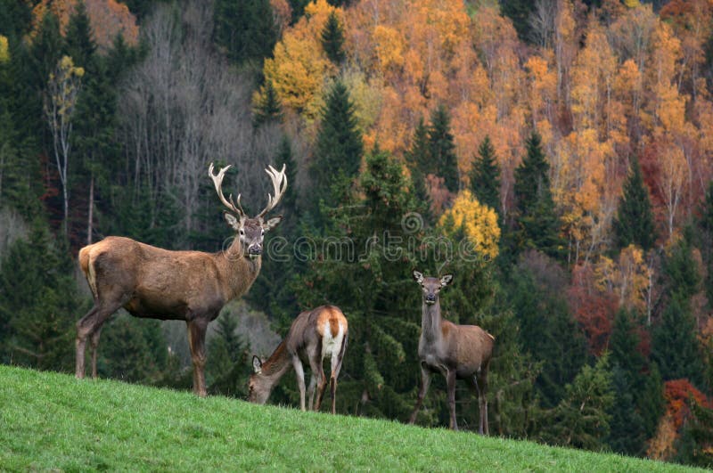 Deer on a Colourful Background Stock Image - Image of colorful, safari ...