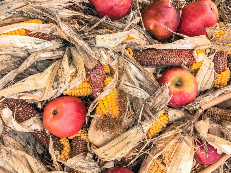 Deer Corn Apples Stock Photos - Free & Royalty-Free Stock Photos from ...