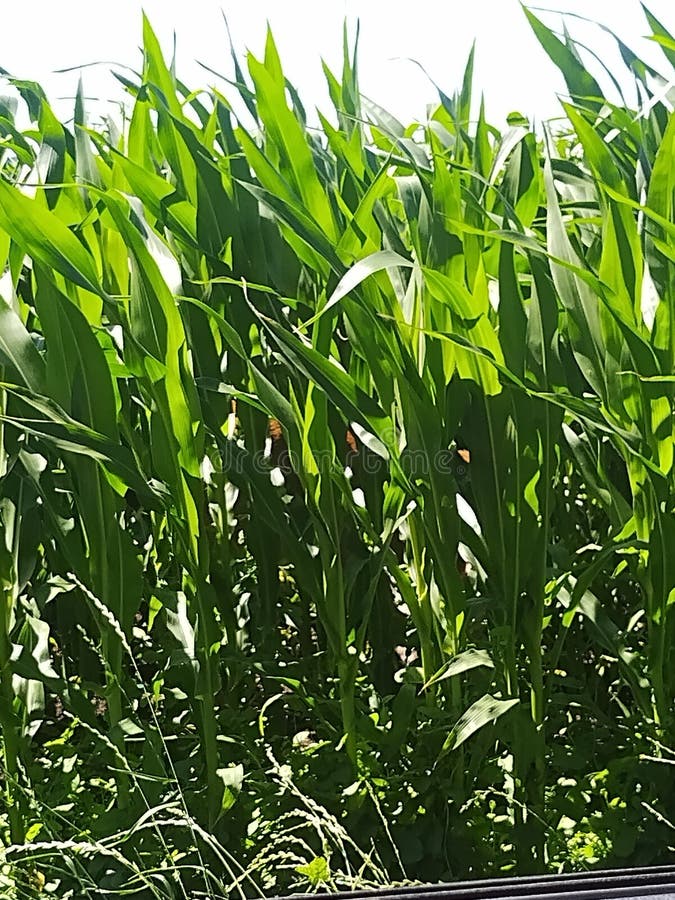 Deer in the corn field stock image. Image of spring - 321695493