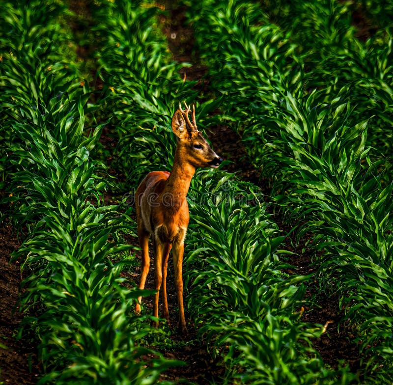 Deer in the corn field stock image. Image of wild, morning - 321695555