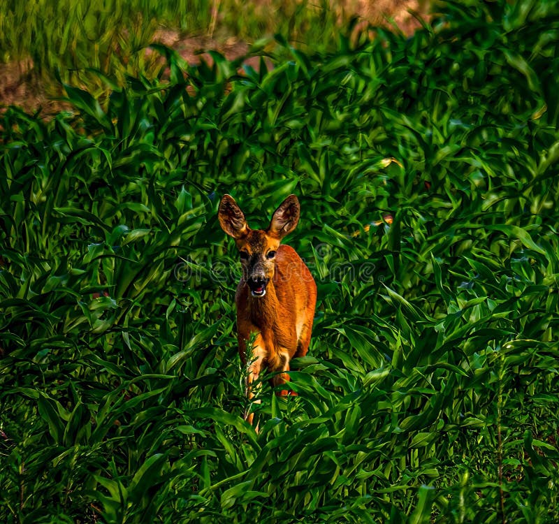 Deer in the corn field stock image. Image of spring - 321695493