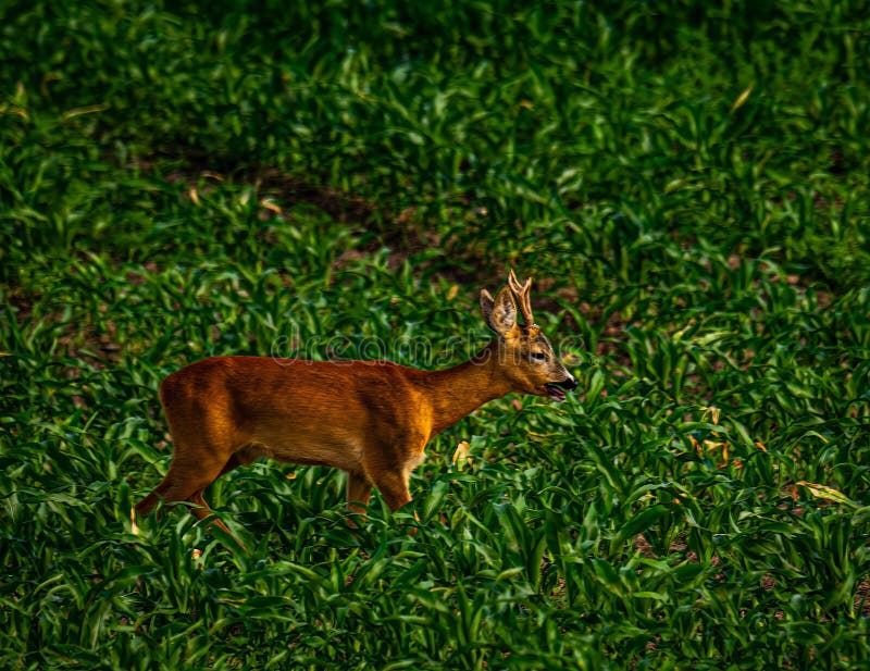 Deer in the corn field stock image. Image of morning - 321695511