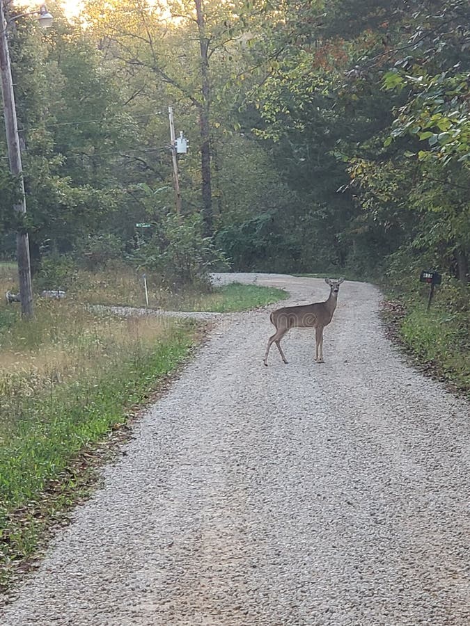 Deer in the Road stock photo. Image of deer, cross, middle - 25427558