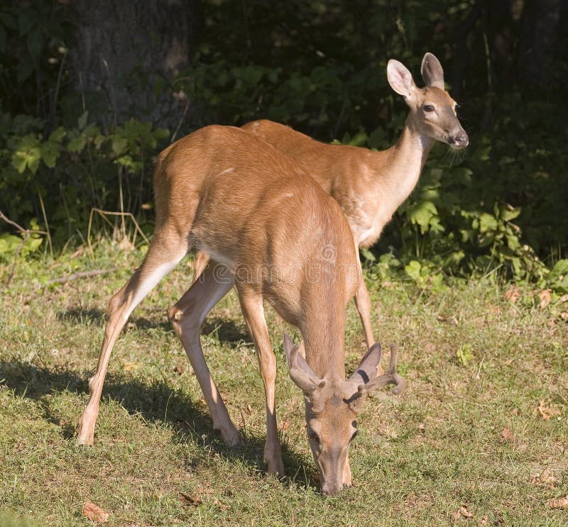 Deer couple stock image. Image of wild, eyes, male, trees - 22218271