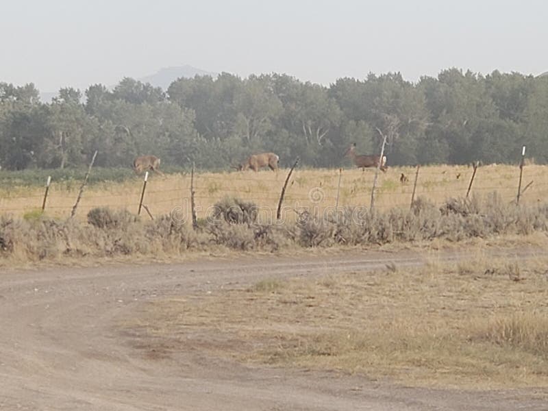 Deer cowboy country desert stock photo. Image of savanna - 196800504