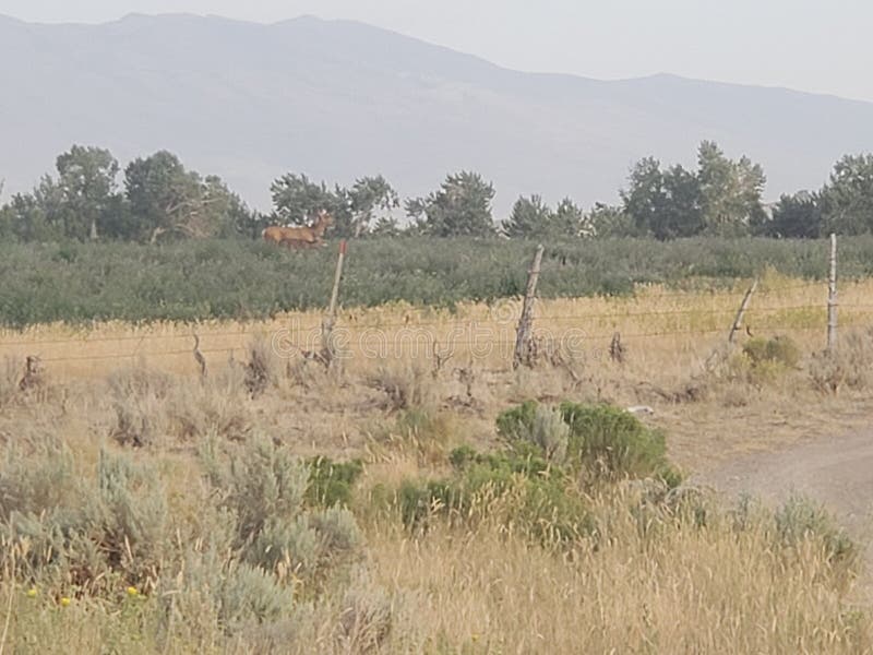 Deer cowboy country desert stock photo. Image of pasture - 196800526