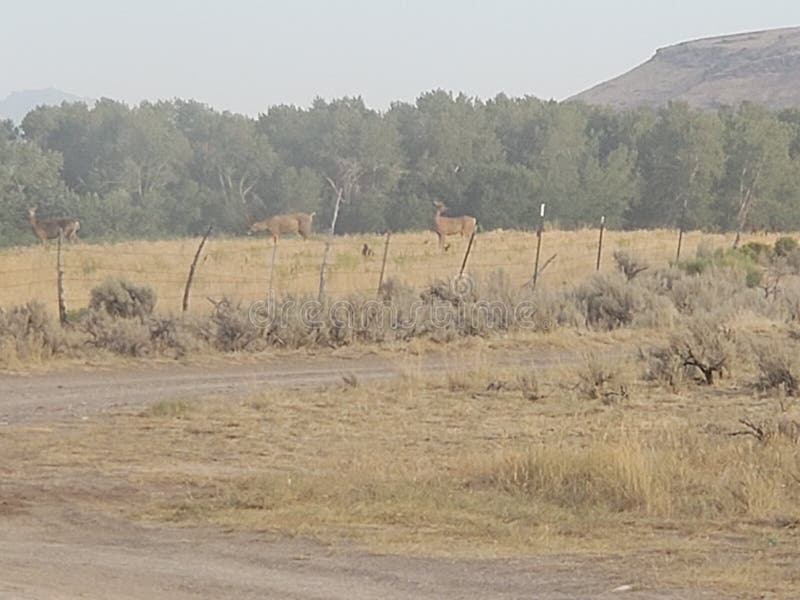 Deer cowboy country desert stock image. Image of plain - 196800555