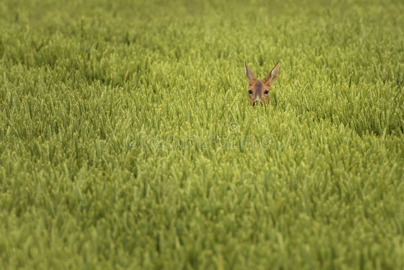 Deer in crops field stock image. Image of animal, environment - 79681533