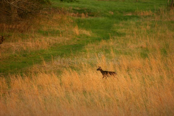 Deer Crossing Field stock photo. Image of park, great, field - 916624