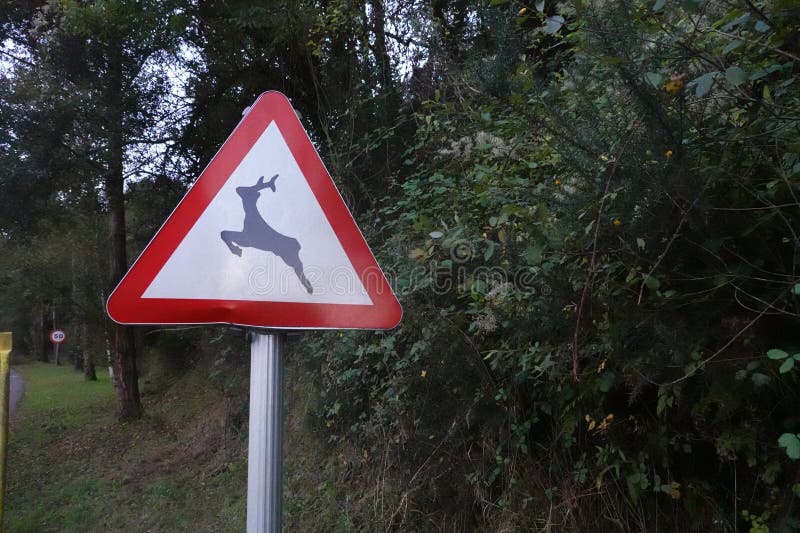 Deer Crossing Warning Sign on Forest Road Stock Image - Image of ...
