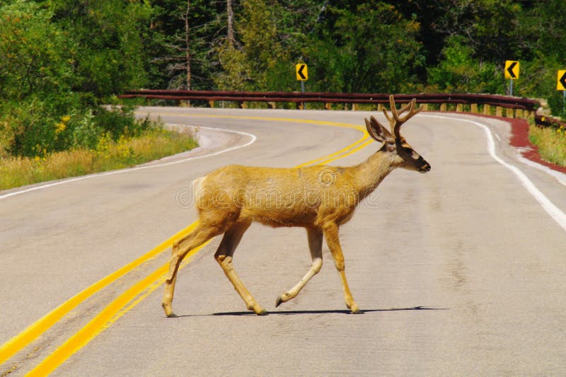 Deer Crossing stock photo. Image of animals, legged, mammals - 56293066