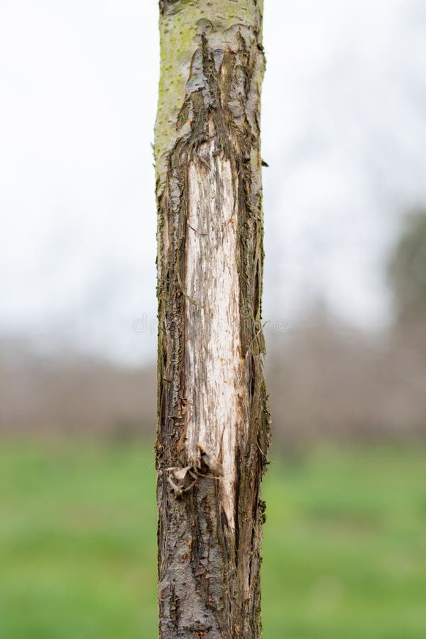 869 Deer Damage Stock Photos - Free & Royalty-Free Stock Photos from ...