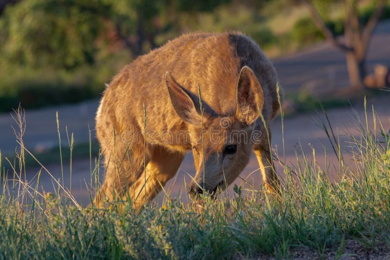 Deer at Dawn in Red Rocks Mountain Park Stock Image - Image of creation ...