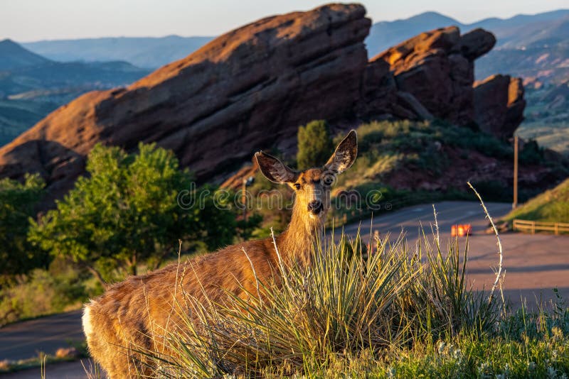 Deer at Dawn in Red Rocks Mountain Park Stock Photo - Image of ...