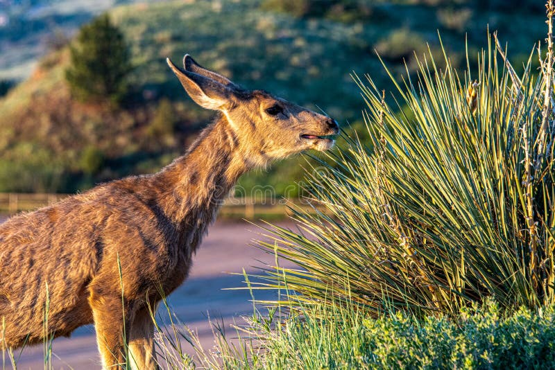 Deer at Dawn in Red Rocks Mountain Park Stock Photo - Image of mountain ...