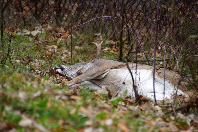 A Deer in Death stock photo. Image of death, fence, focus - 52612268