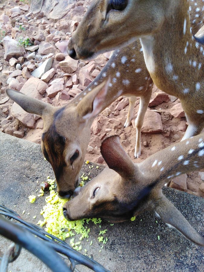 Deer stock photo. Image of hill, food, tpty, animal - 160876646