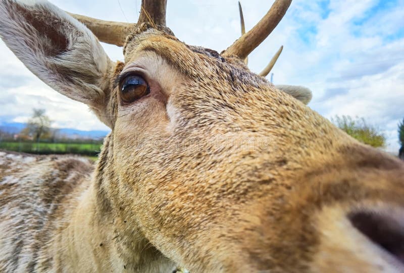 Deer Deers Horns Face Eyes Close Up Stock Photo - Image of cervus ...